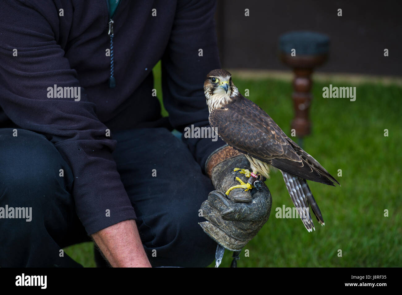 A bird handler with a Peregrine Falcon Stock Photo - Alamy
