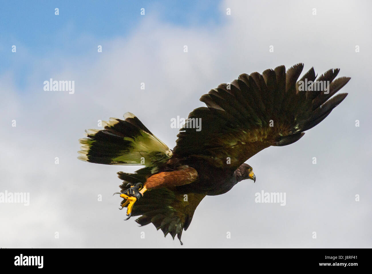 A Harris Hawk in flight Stock Photo - Alamy