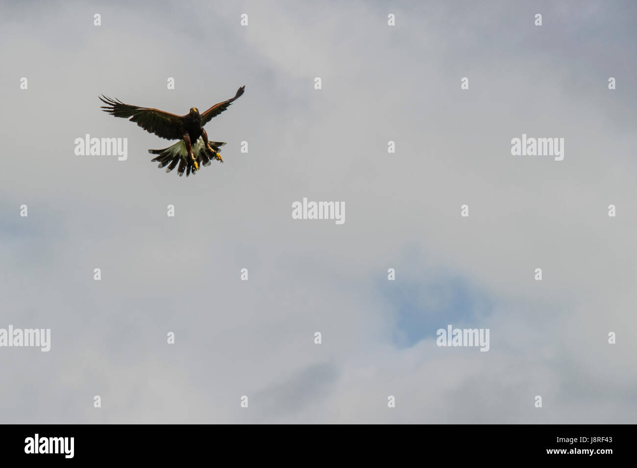 Harris hawk in flight hi-res stock photography and images - Alamy