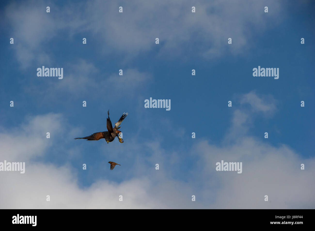 A Harris Hawk in flight attacking a songbird Stock Photo - Alamy