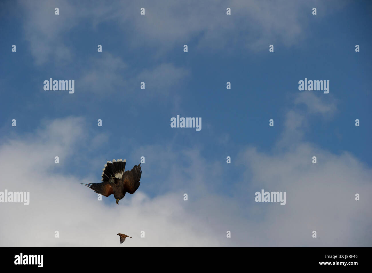 A Harris Hawk in flight attacking a songbird Stock Photo - Alamy
