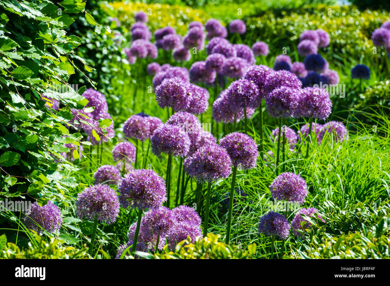 Border of alliums hi-res stock photography and images - Alamy