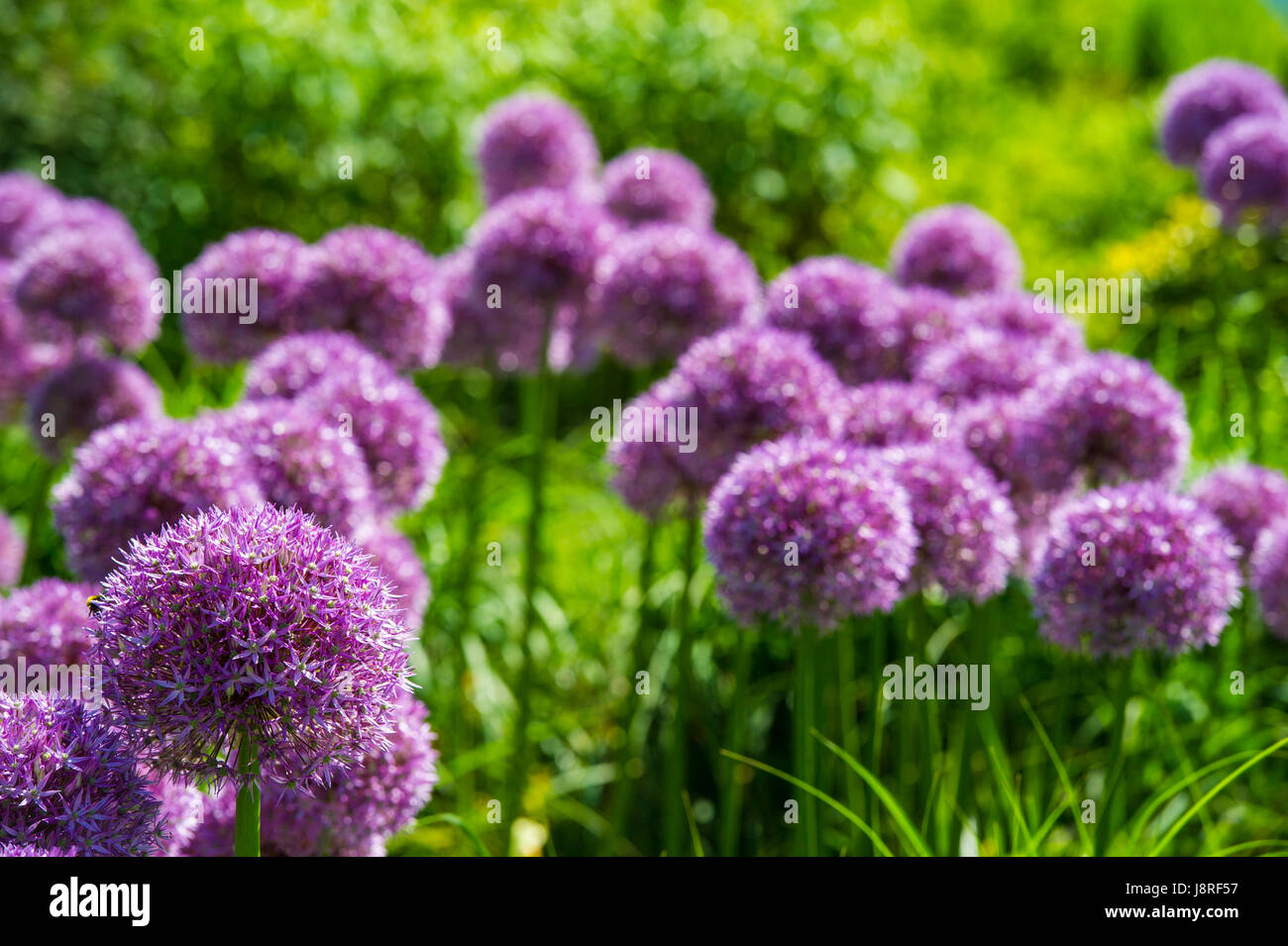 Lots of Allium flowers in full bloom Stock Photo - Alamy