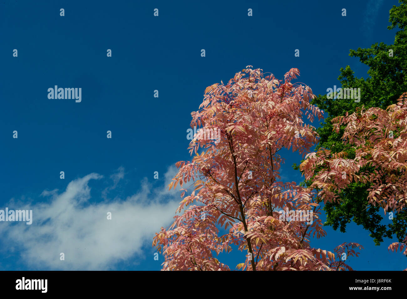 Toona sinensis hi-res stock photography and images - Alamy