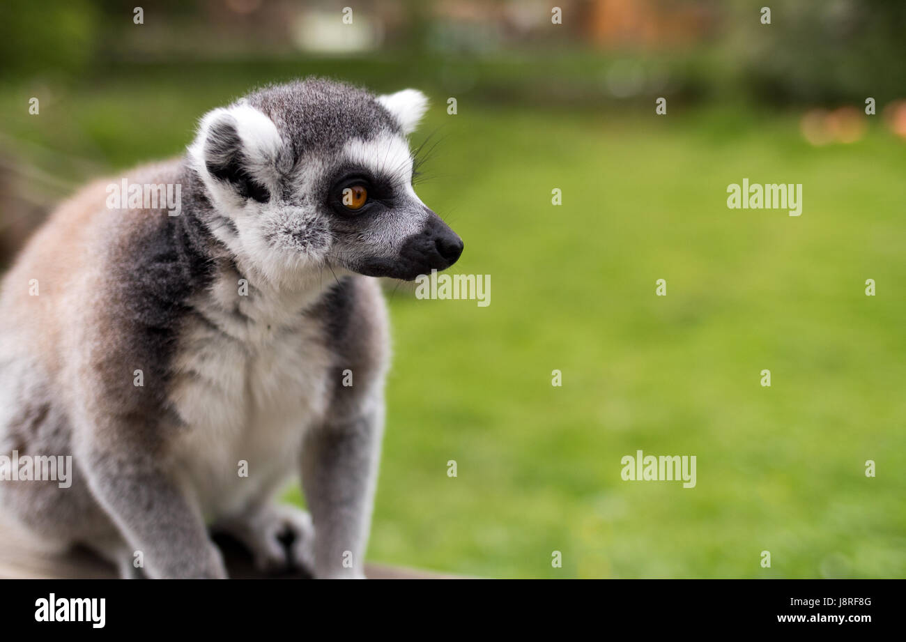 Lemur close up hi-res stock photography and images - Alamy