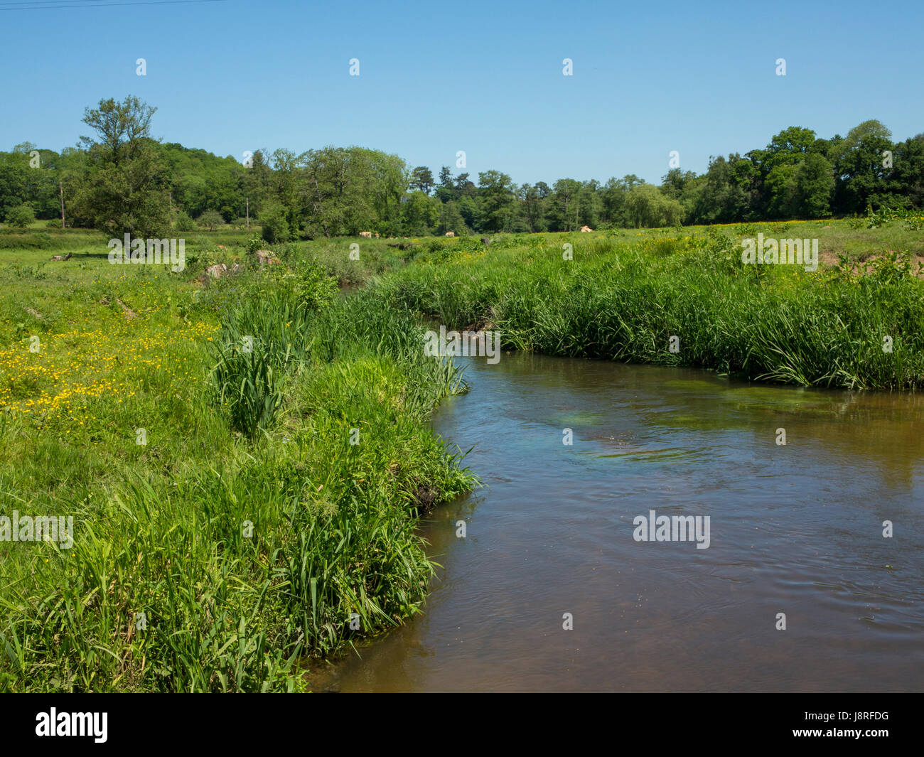 The River Wey in Frensham Stock Photo - Alamy