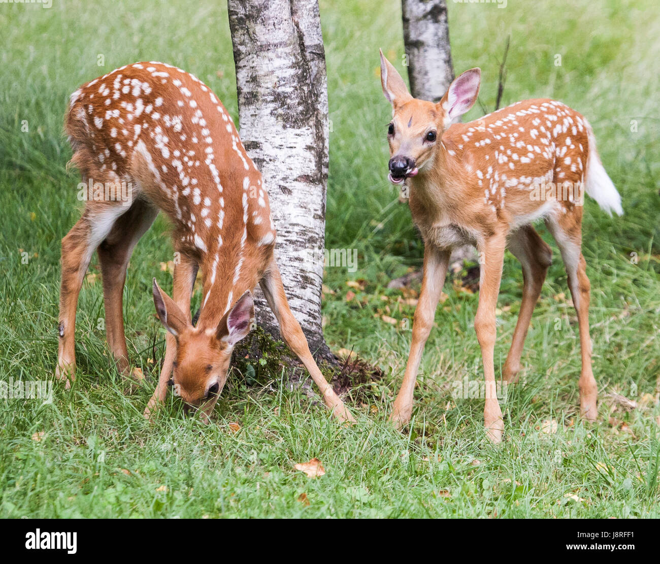 Newborn Whitetail Deer Fawn Stock Photos & Newborn Whitetail Deer Fawn ...