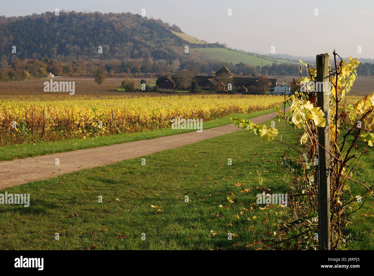 vineyard, england, viticulture, wineyard, landscape, scenery ...