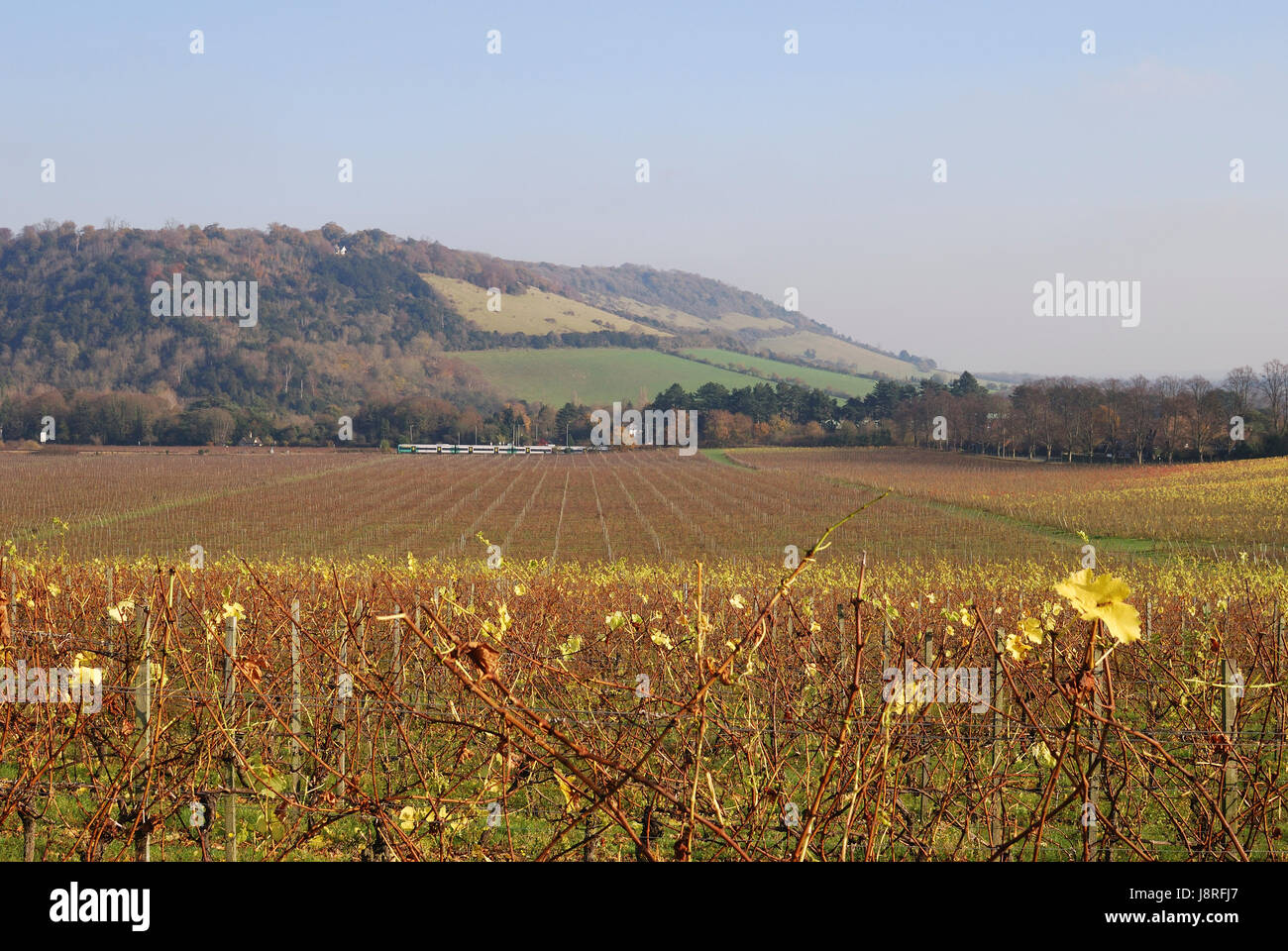 vineyard, england, viticulture, wineyard, landscape, scenery ...