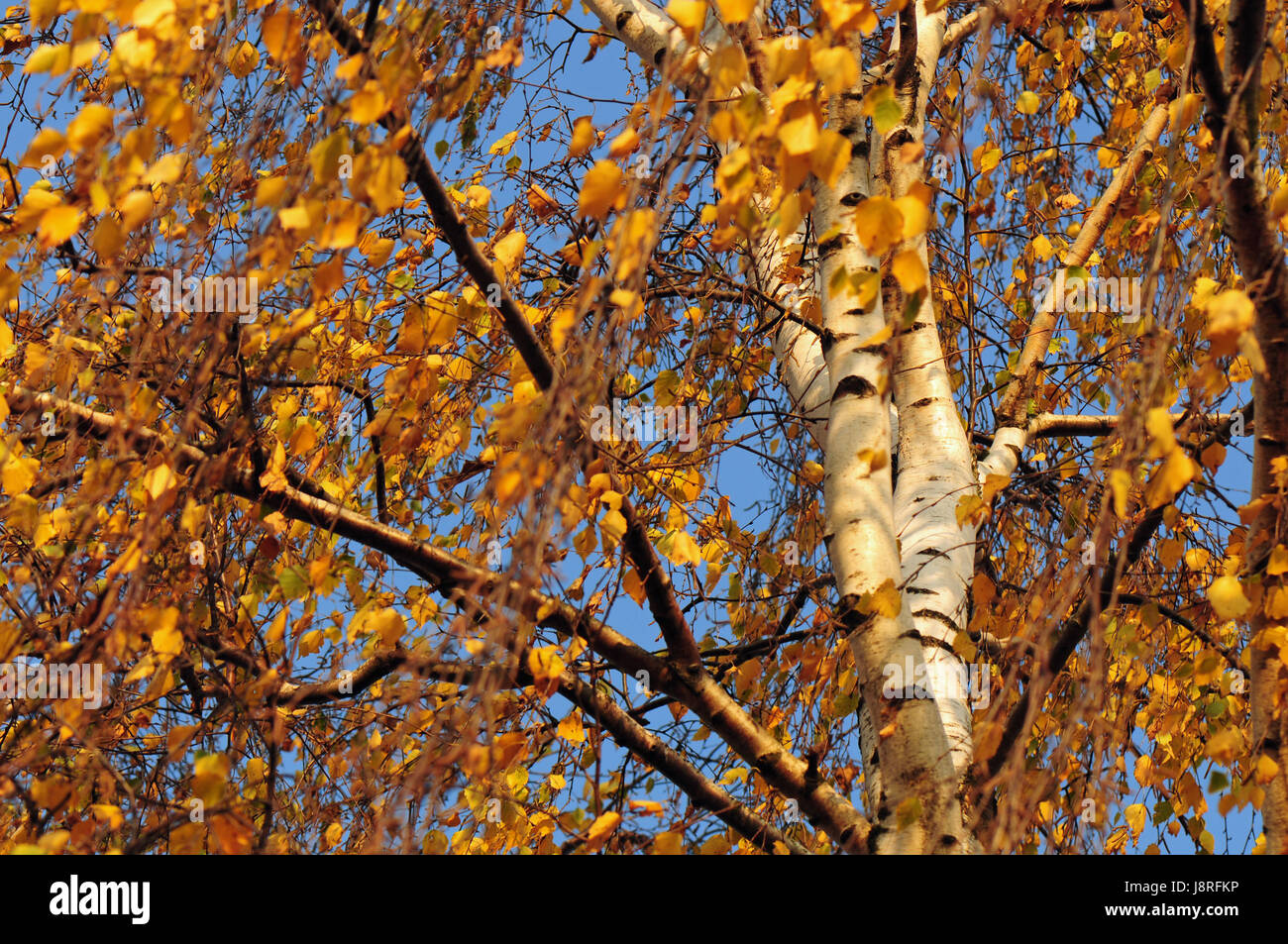leaf, detail, tree, deciduous tree, branchage, birch, season, fall ...