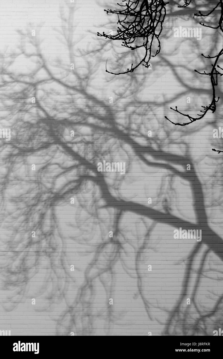 house, building, tree, bw, branchage, shaddow, shadow, shadows, wall ...