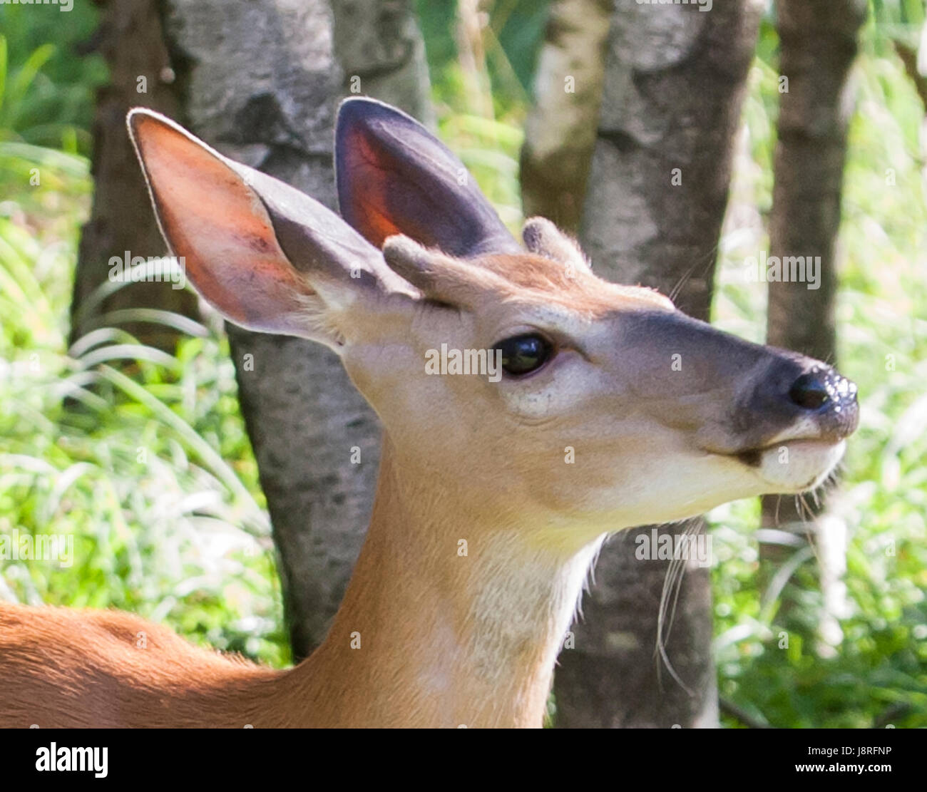 Whitetail Deer Side View Stock Photos & Whitetail Deer Side View Stock ...