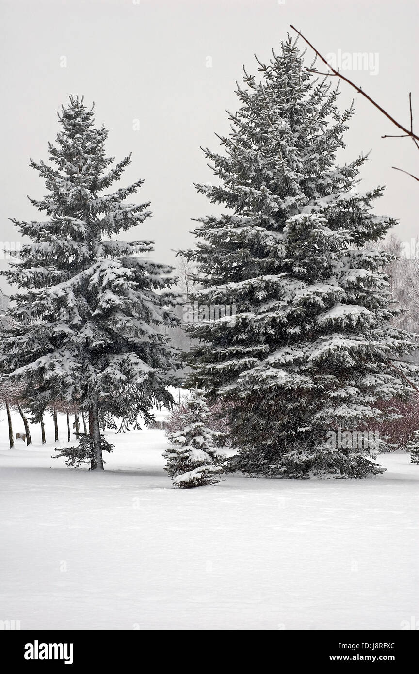 tree, snow, coke, cocaine, material, drug, anaesthetic, addictive drug ...