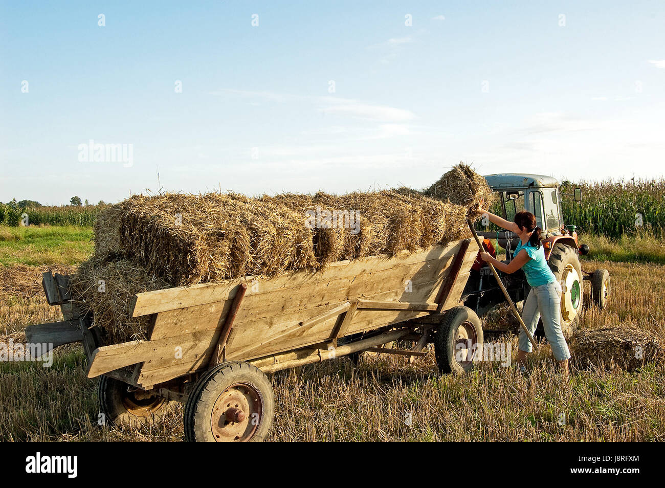 agriculture, farming, farm, country, scenery, countryside, nature Stock ...