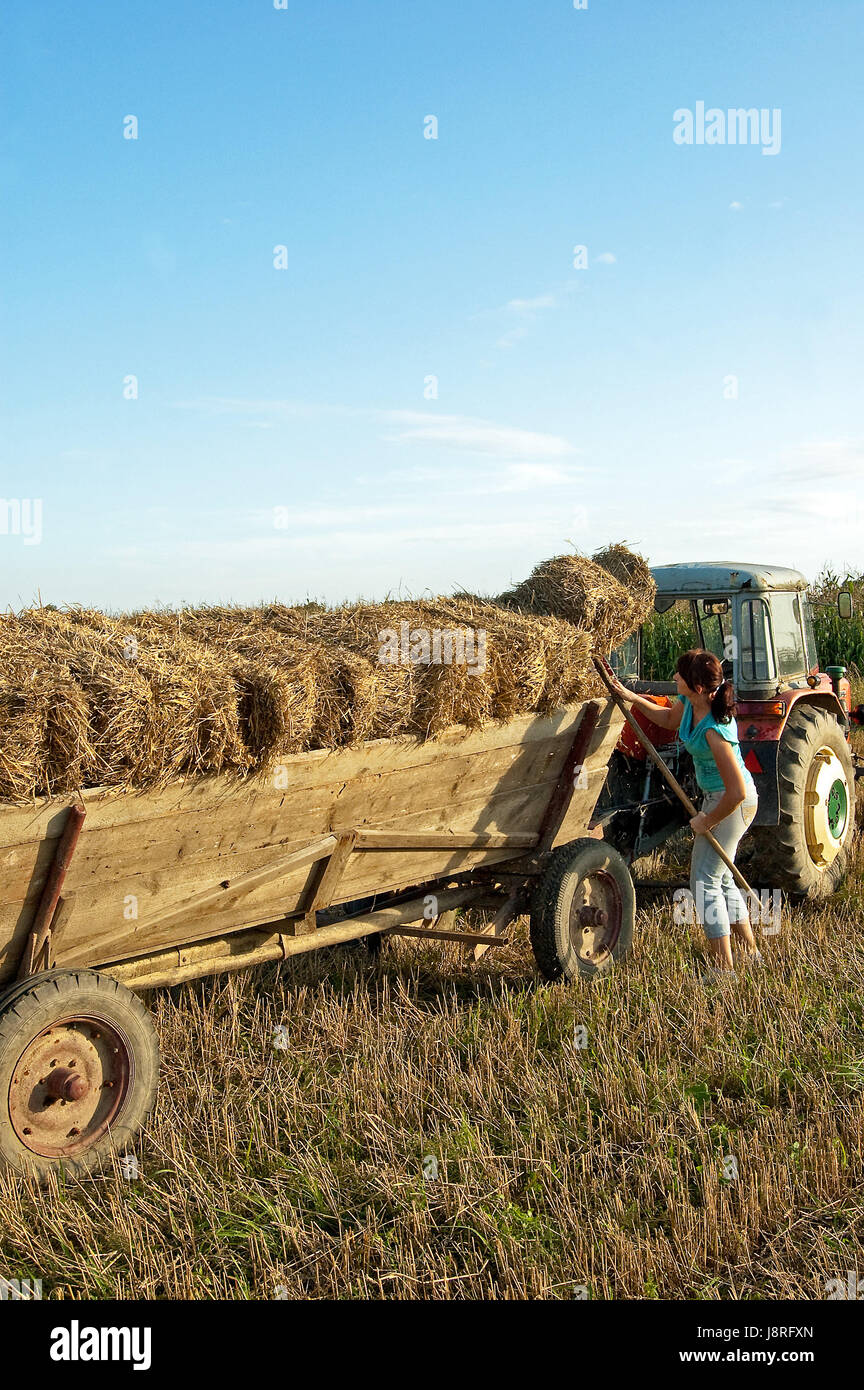 agriculture, farming, farm, country, scenery, countryside, nature Stock ...