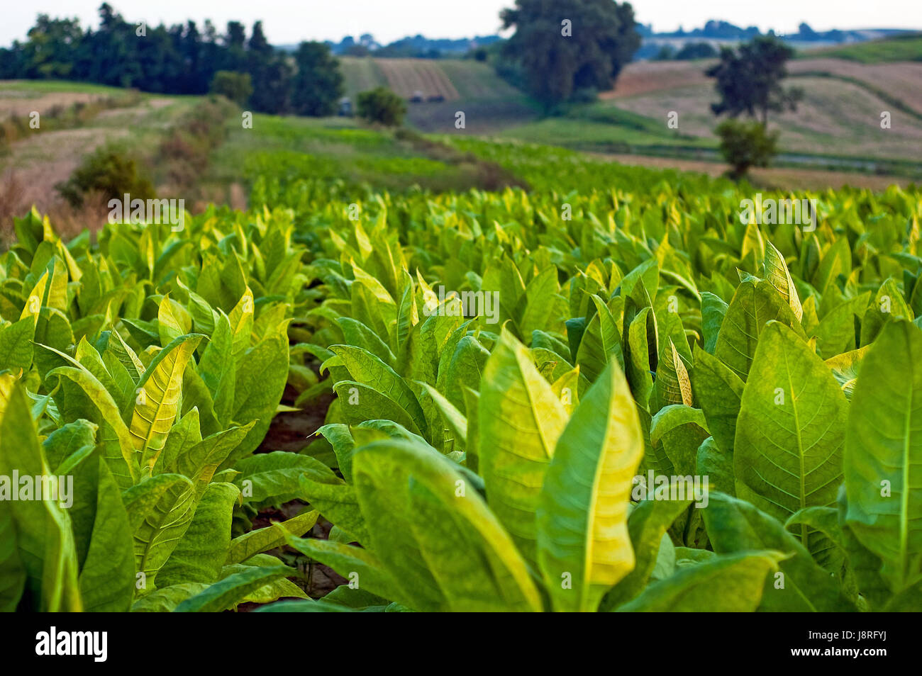 agriculture, farming, farm, plantation, nature, plant, row, leaves ...