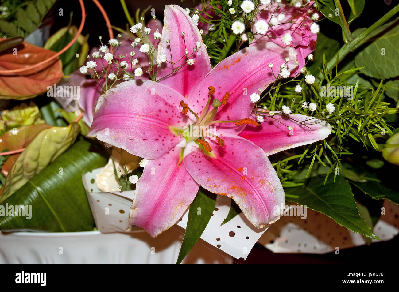 shine, shines, bright, lucent, light, serene, luminous, flower, plant ...