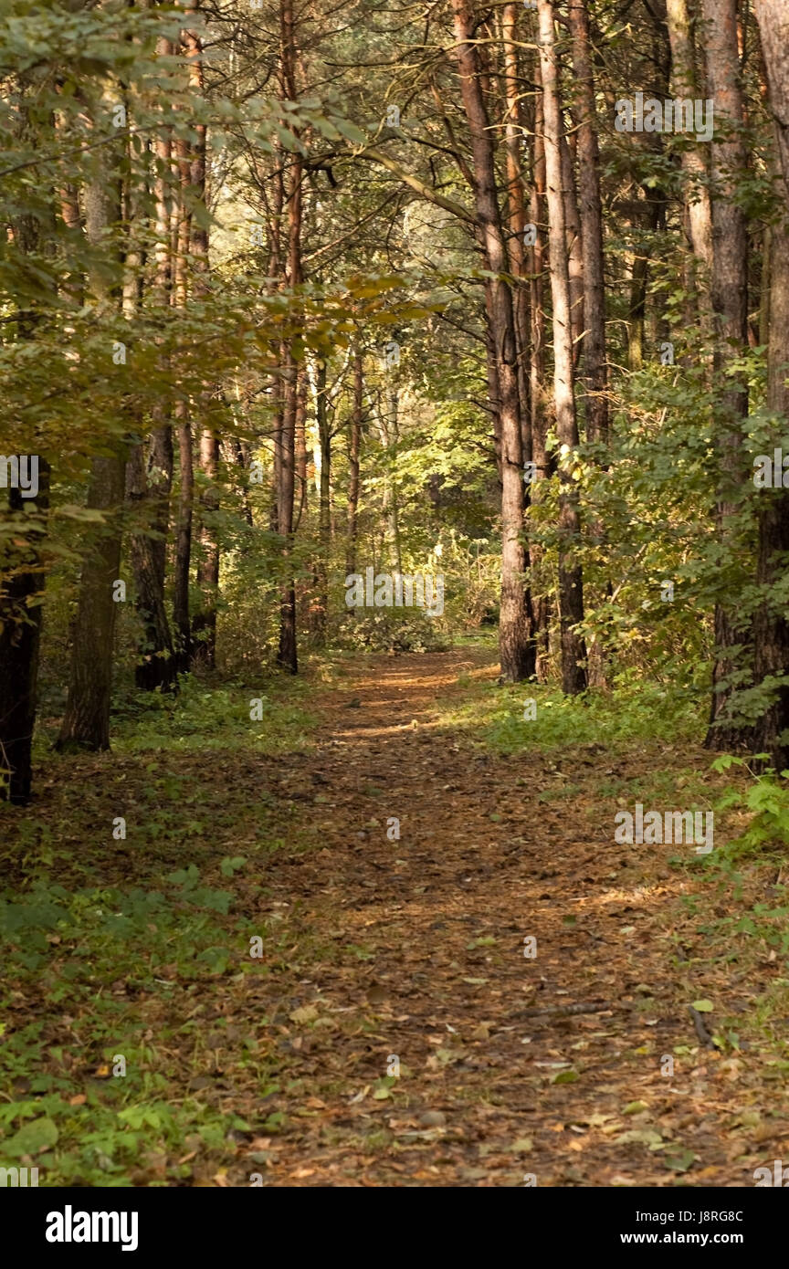 leaf, october, leaves, foliage, nature, fall, autumn, leaf, outdoor ...