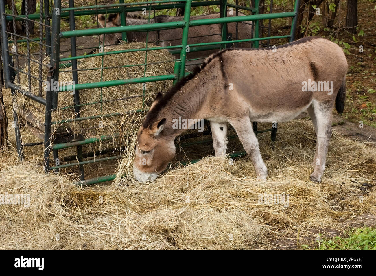 The fall of the donkey hi-res stock photography and images - Alamy