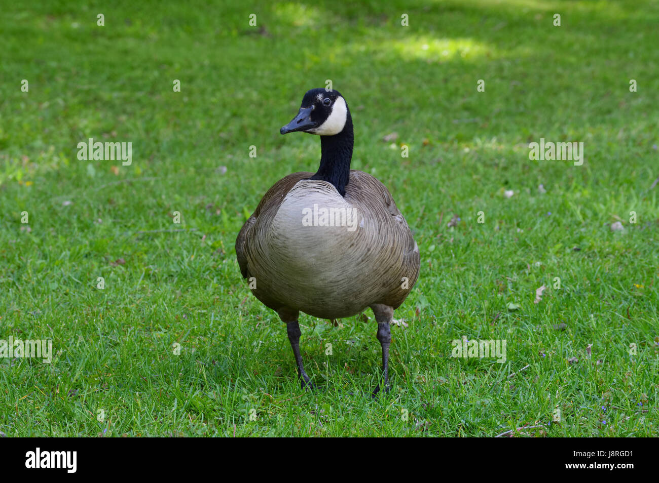 Yellow geese hi-res stock photography and images - Alamy