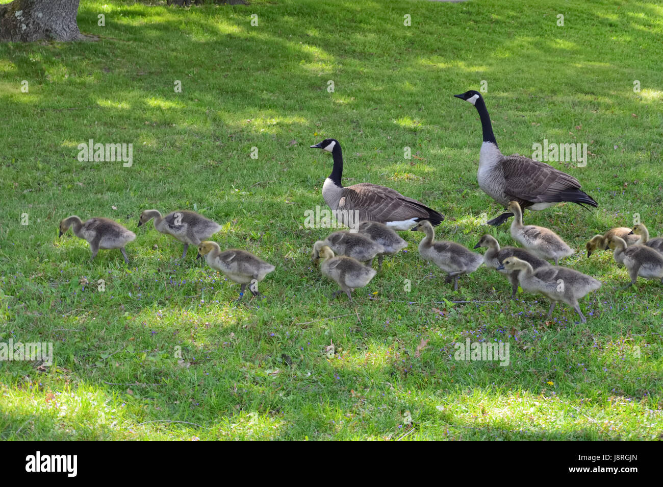 Geese at the park Stock Photo - Alamy