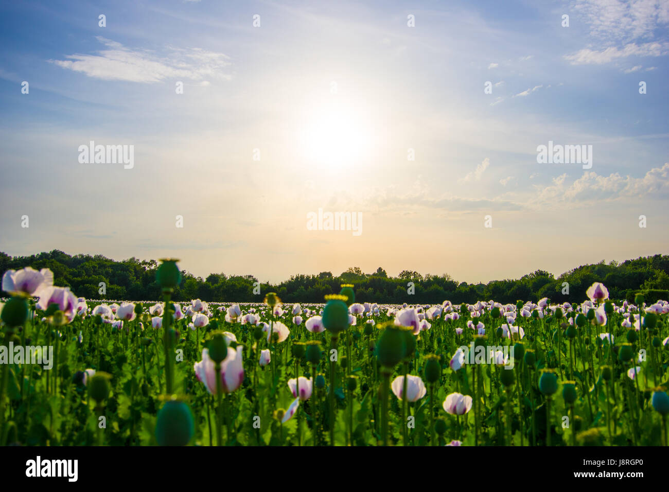 A wonderful field of poppies at dawn, France Stock Photo - Alamy