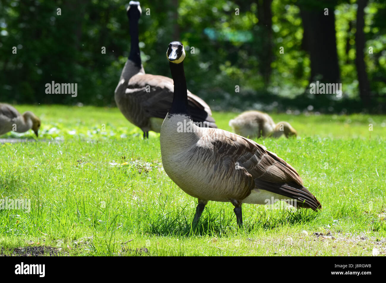Geese at the park Stock Photo - Alamy