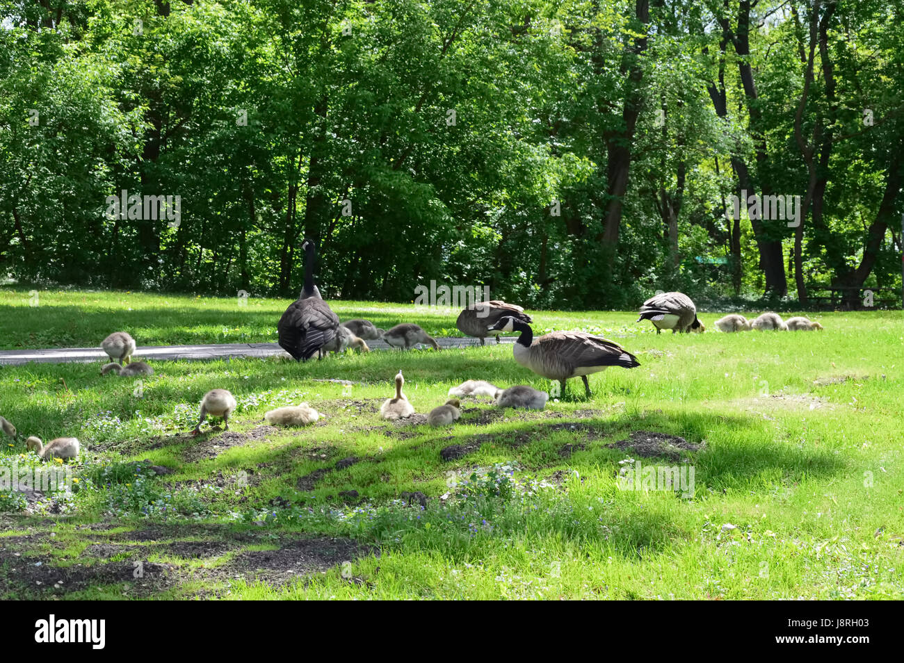 Geese at the park Stock Photo - Alamy