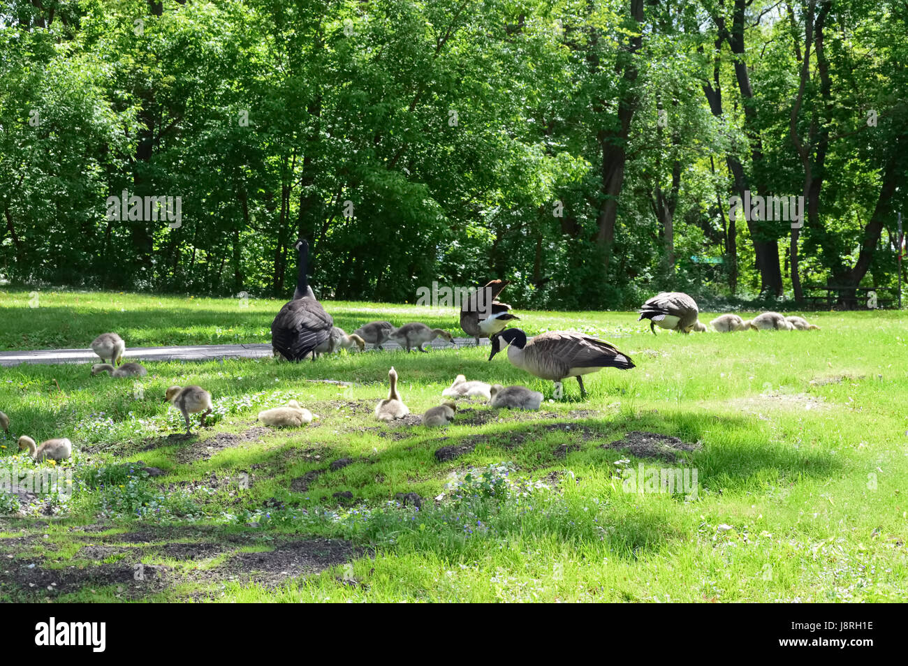 Geese at the park Stock Photo - Alamy