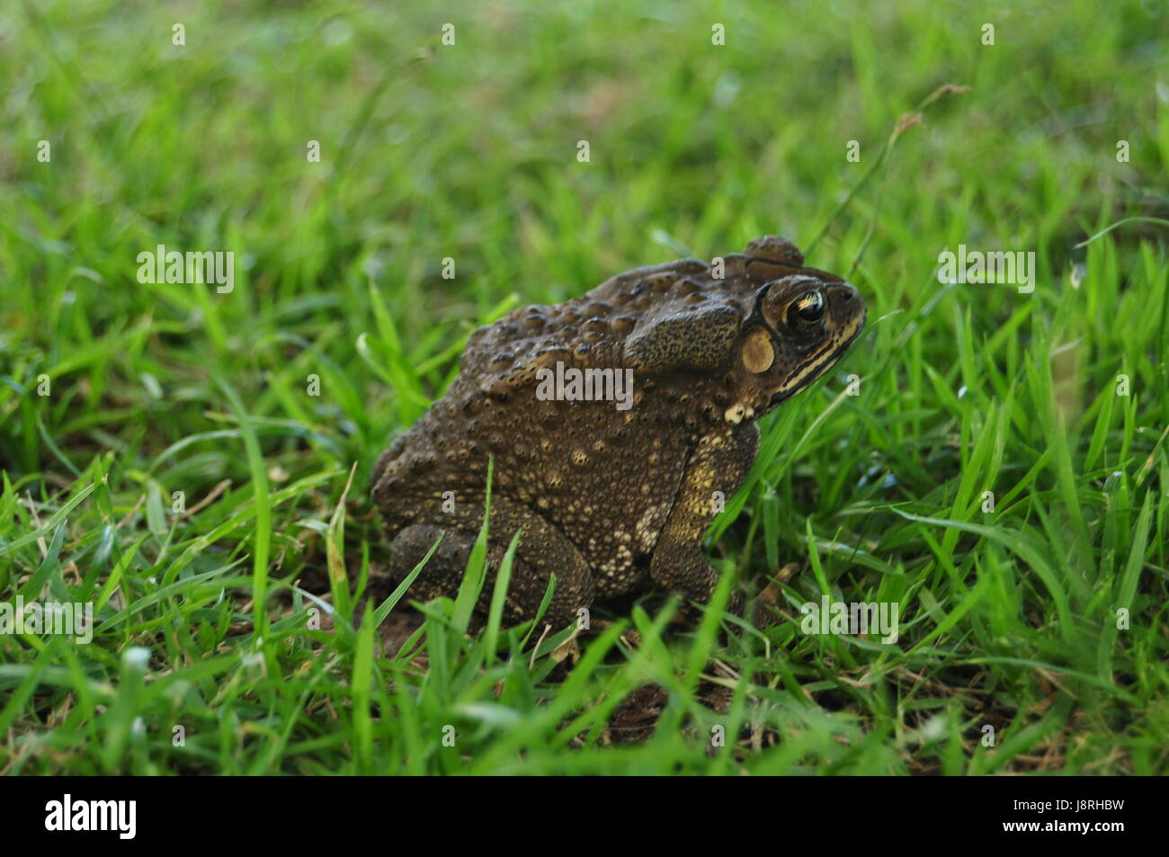 Toad sculpture hi-res stock photography and images - Alamy