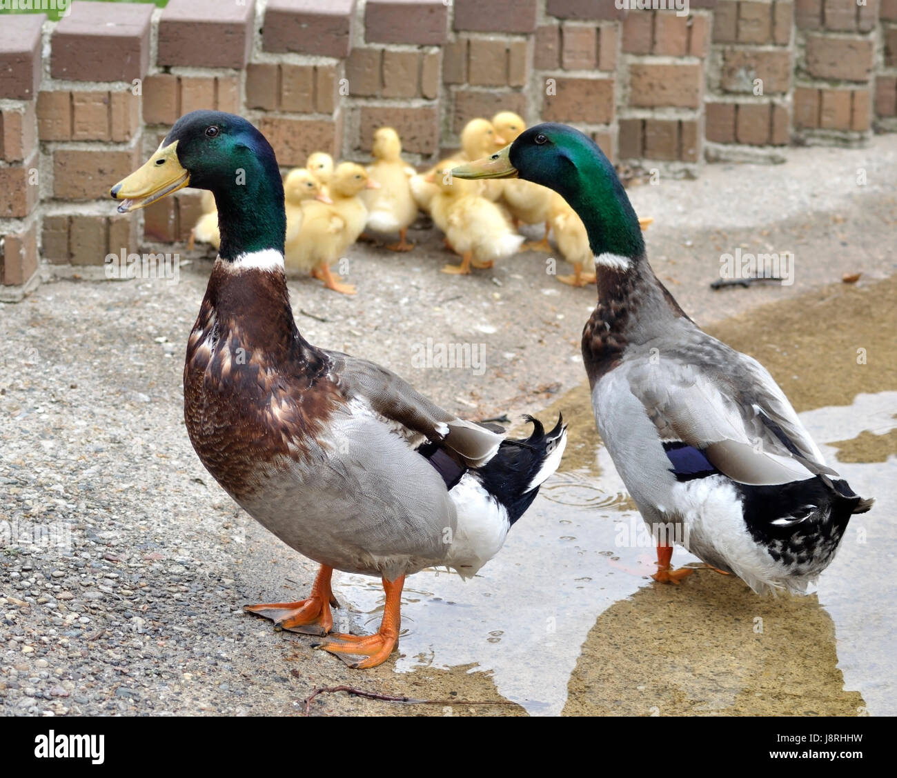 animal, bird, duck, wildlife, walk, go, going, walking, park, animal ...