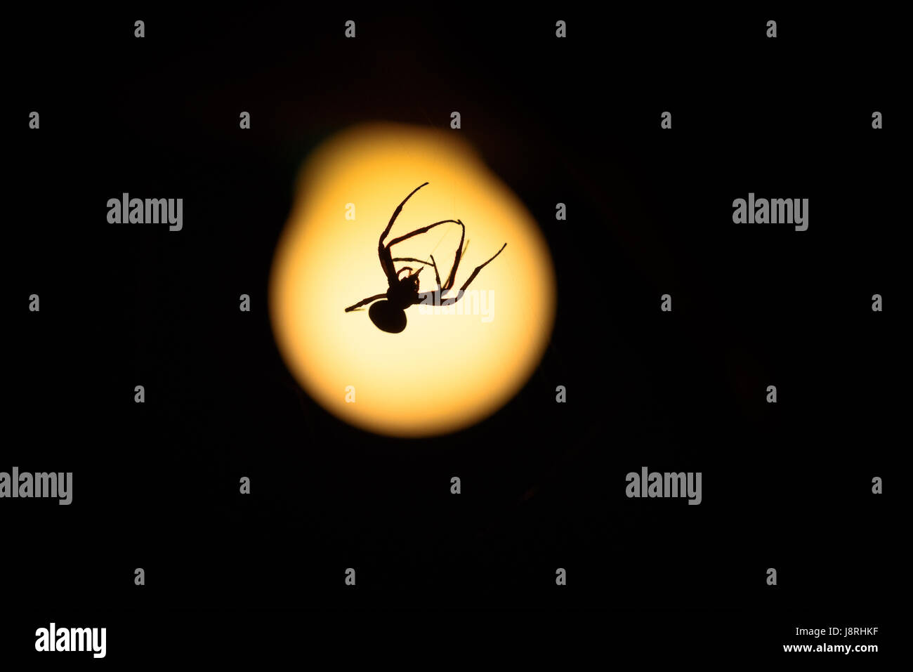 A spider making its net in front of a light bulb at night Stock Photo ...