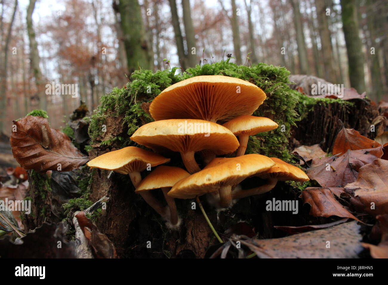 baumpilze in buchenwald Stock Photo - Alamy