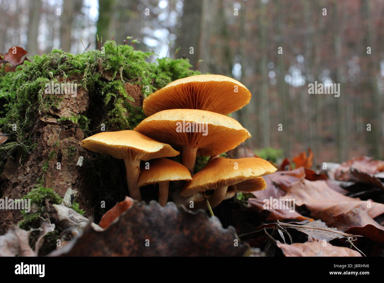 baumpilze in buchenwald Stock Photo - Alamy