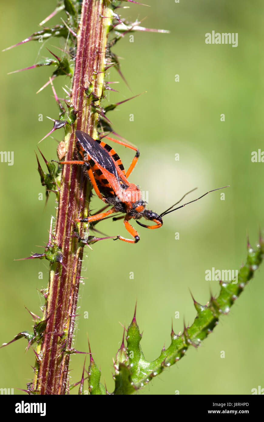 animal, insect, predator, bug, red, worm, leaf, macro, close-up, macro ...