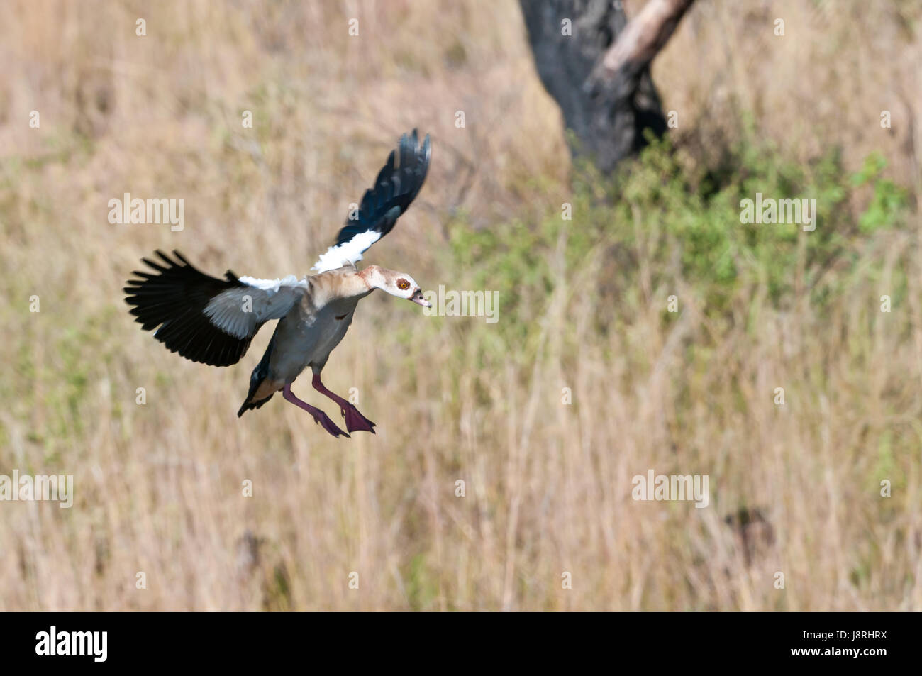 africa, goose, egyptian, flight, bird, spring, bouncing, bounces, hop ...