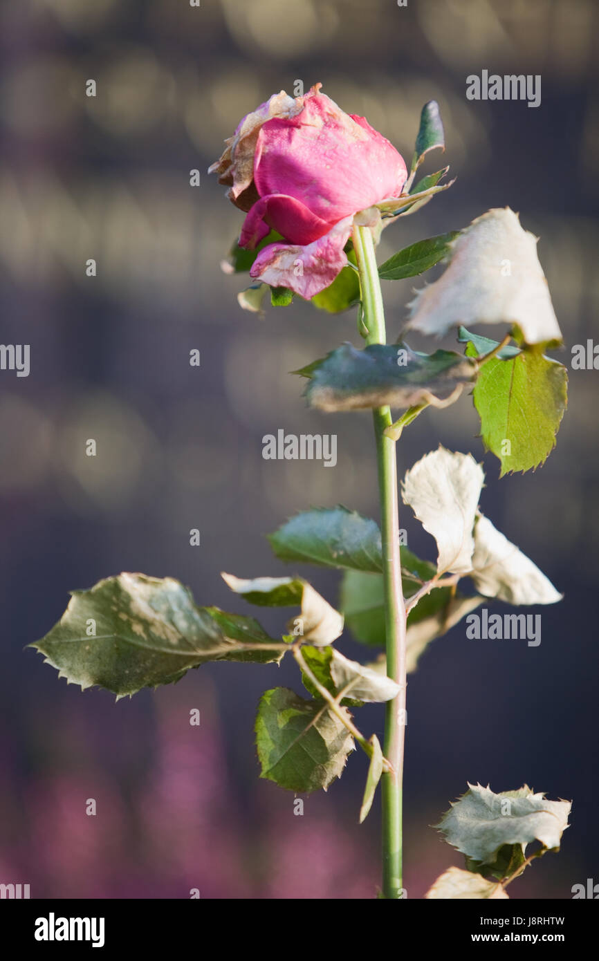 leaf, memorial, death, flower, plant, rose, sunlight, sadness, vertical ...