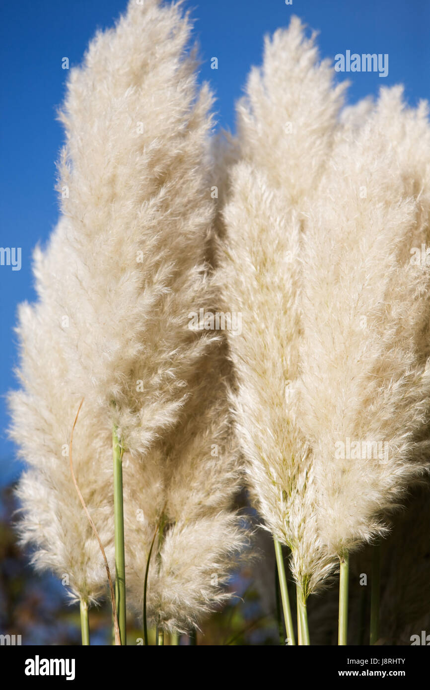 blue, environment, enviroment, flower, plant, botany, sunlight, bush ...