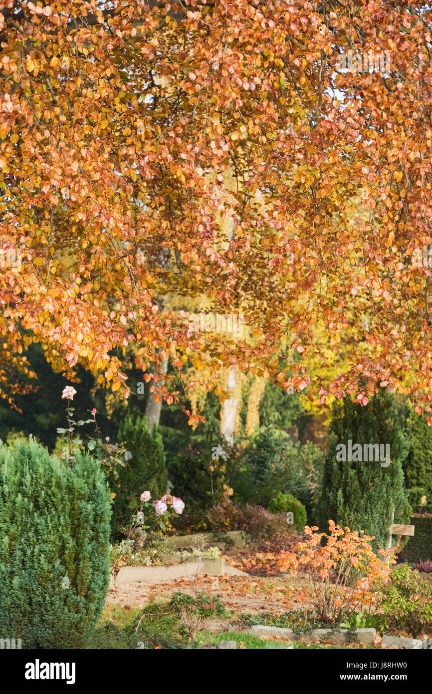 leaf, religion, death, tree, stone, flower, plant, cross, sunlight ...
