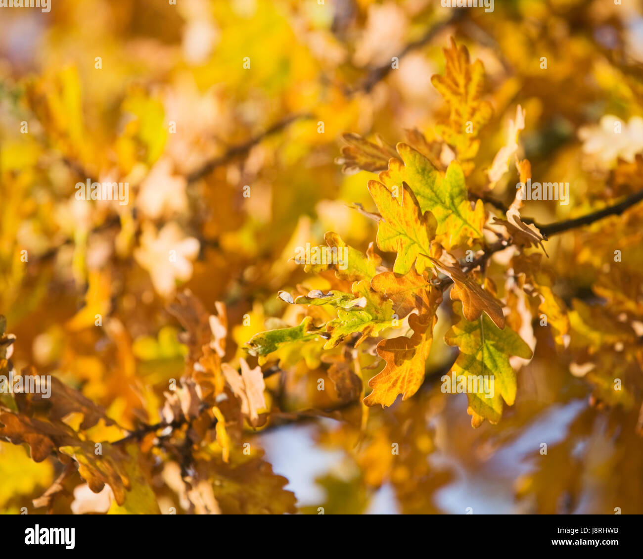 leaf, detail, closeup, tree, botany, sunlight, oak, horizontal, branch, day Stock Photo - Alamy