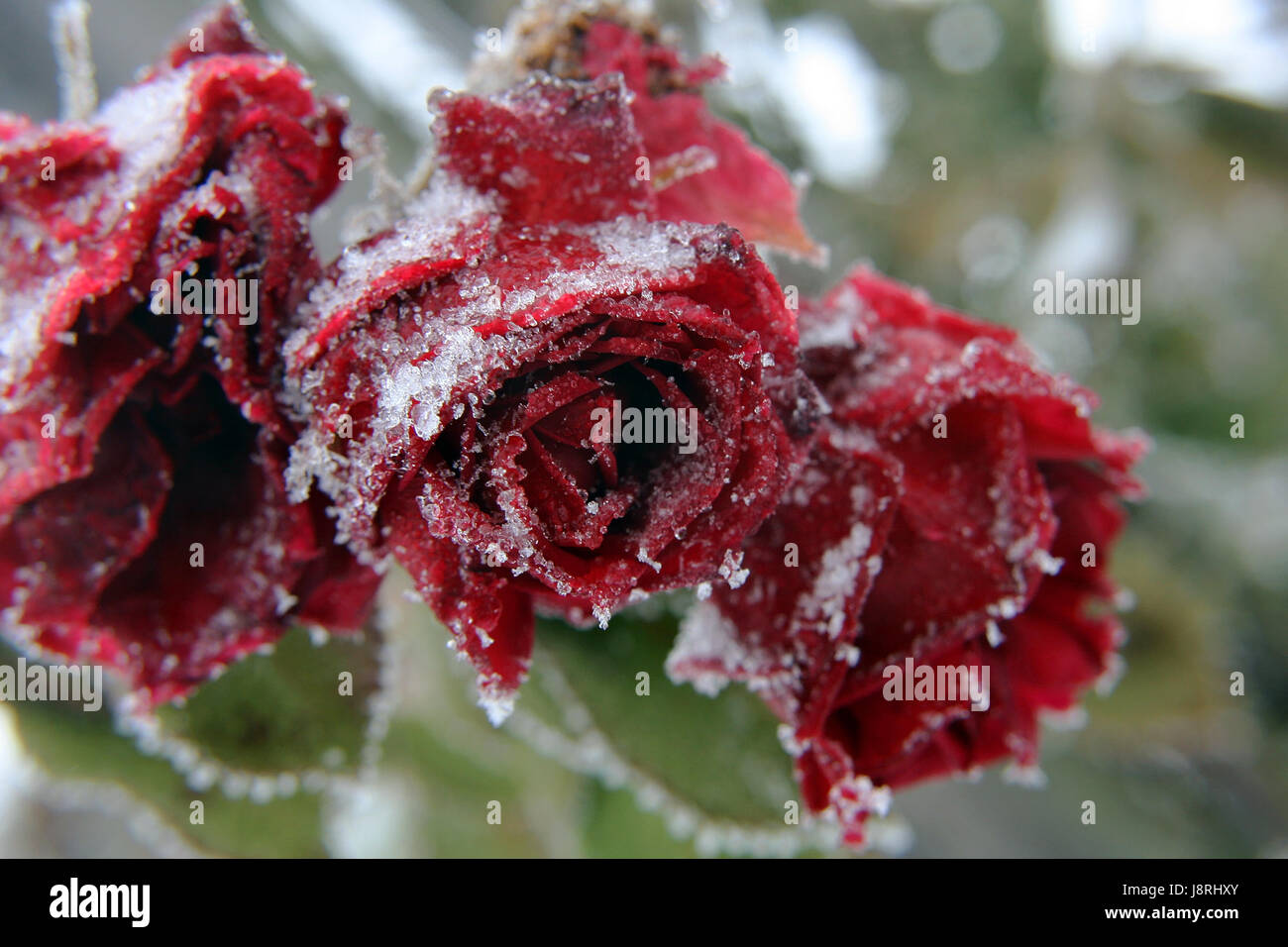 flower, rose, plant, cold, roses, ice, frozen, hoarfrost, frostwork ...