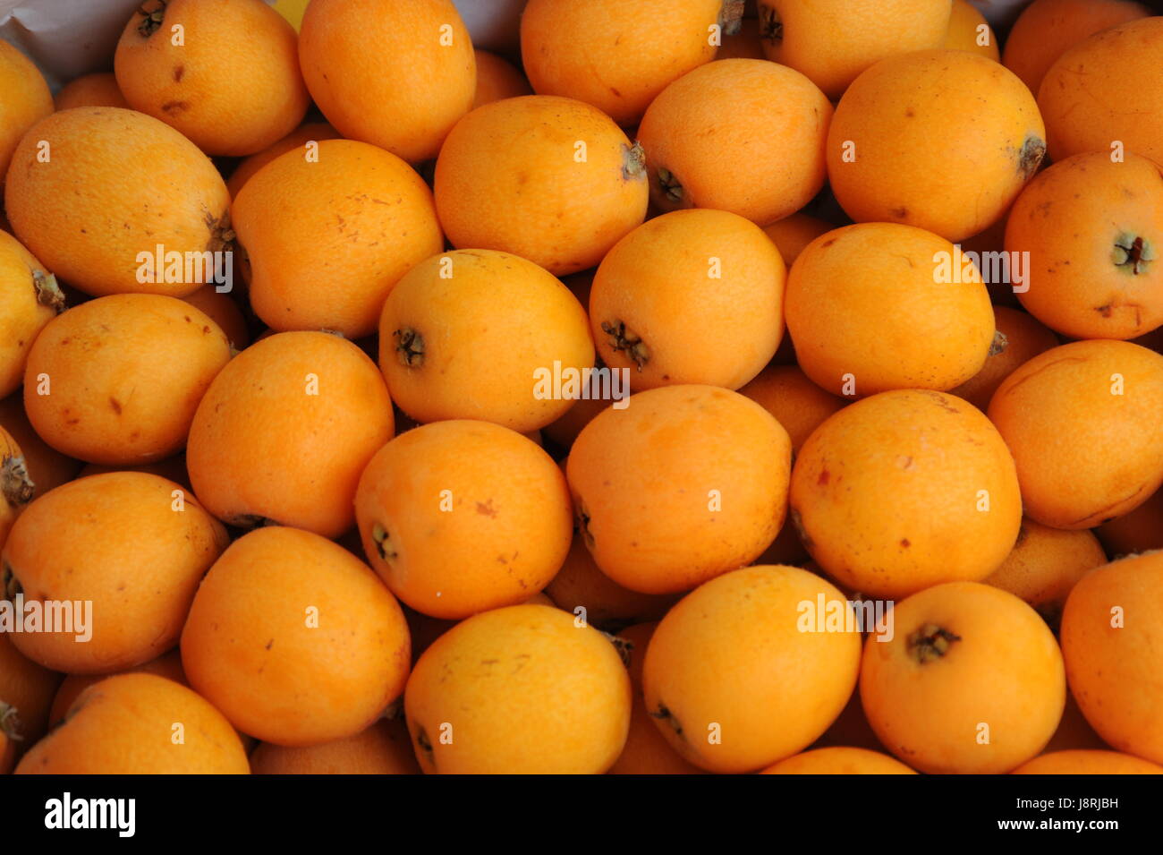 harvest, yellow, harvest, yellow, mispeln, zwergmispeln, cotoneaster ...