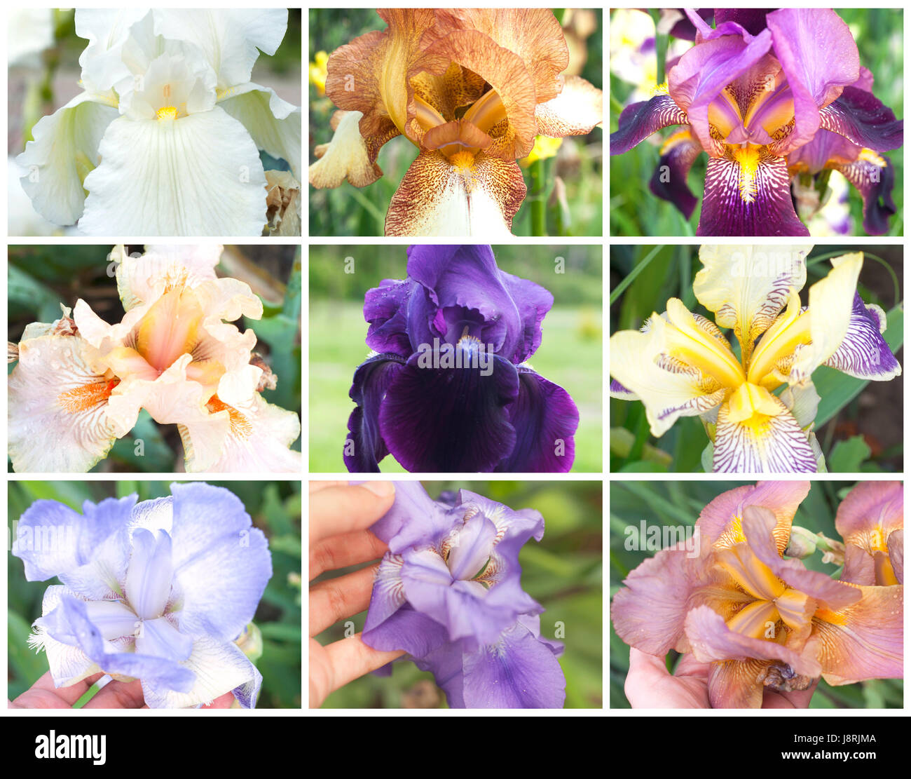 Collage of colored irises on the white background Stock Photo - Alamy