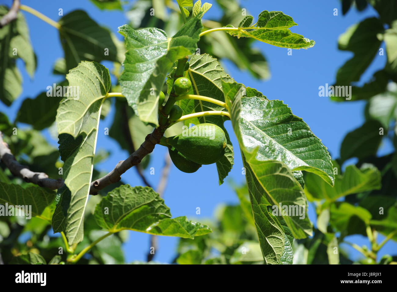 spring, fig, fig leaf, leaf, tree, spring, branch, fruit, bud, fig, fig ...