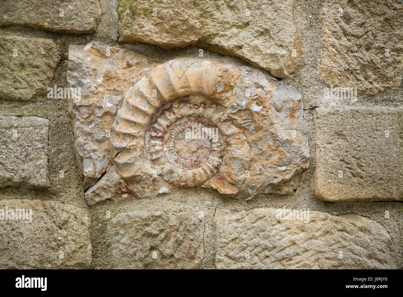 primitive times, stone age, minerals, fossil, fossils, salt water, sea ...