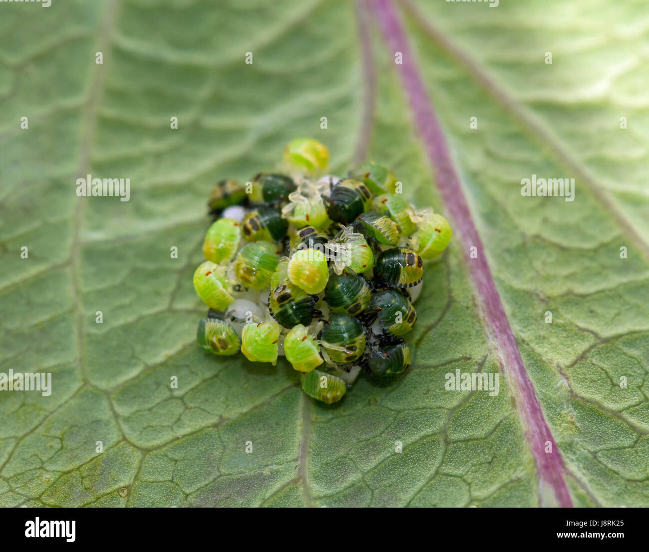 insect, eggs, season, hatching, food, aliment, leaf, garden, insect ...