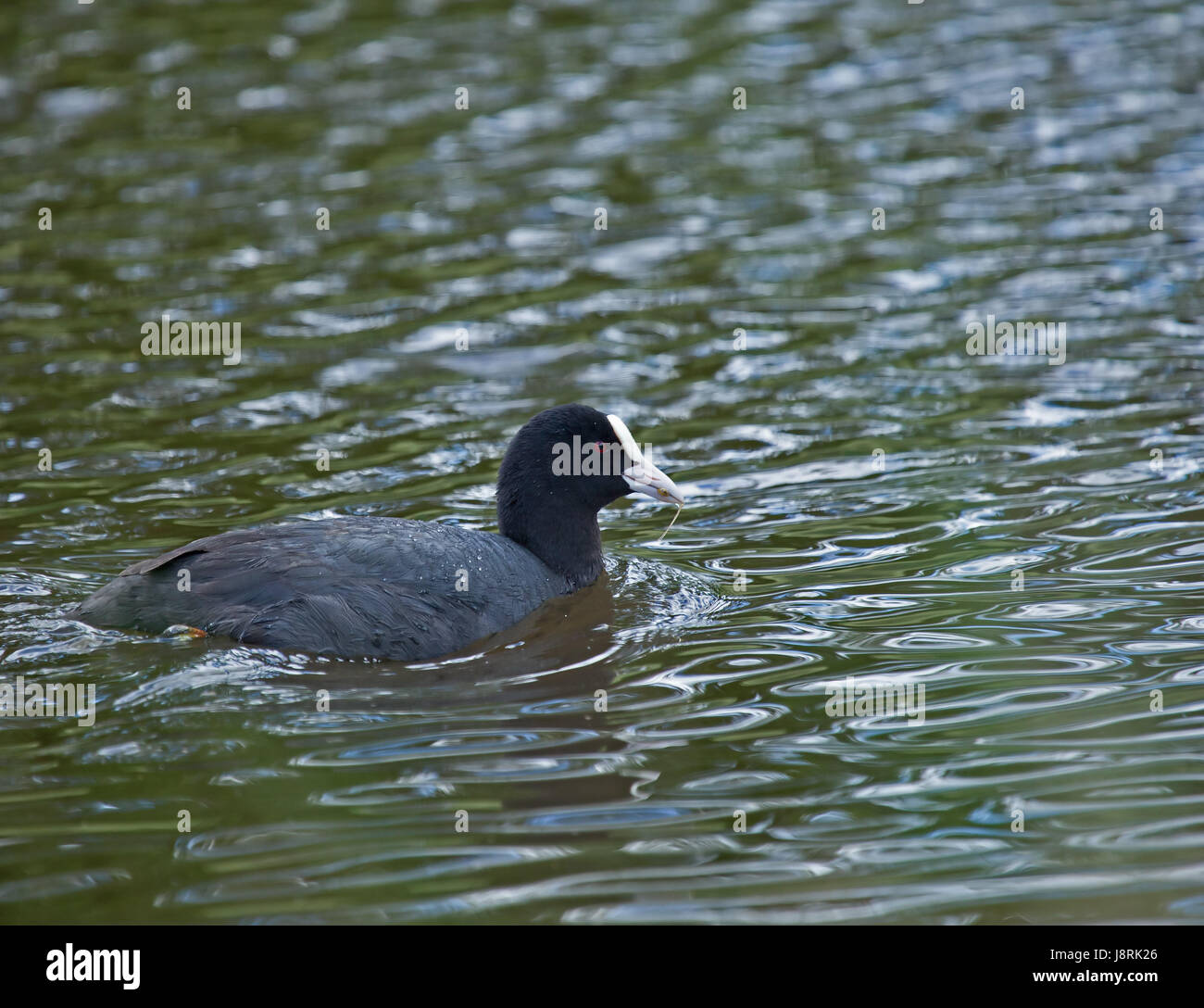 bird, adult, wildlife, adults, fresh water, lake, inland water, water ...