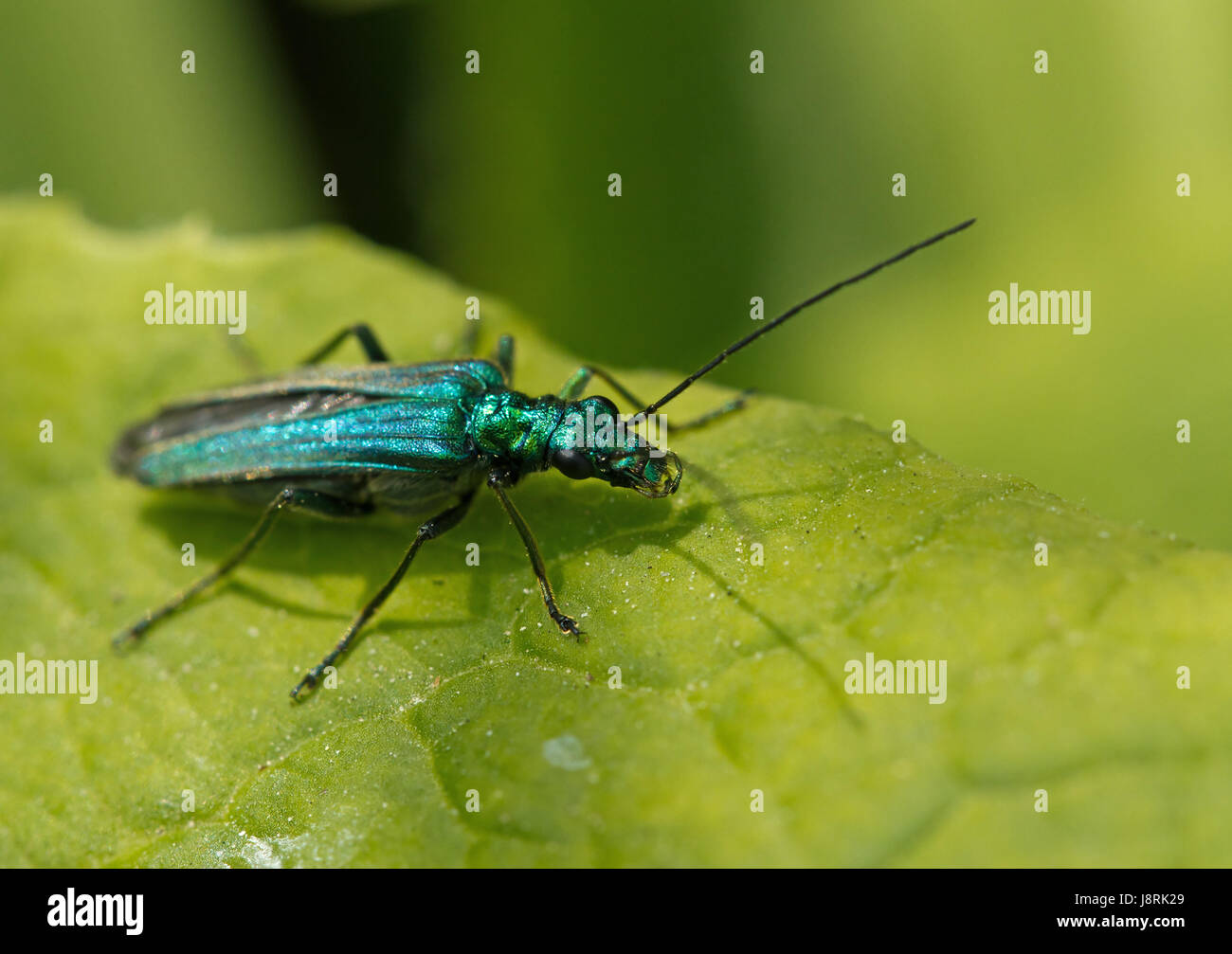 female, insect, wildlife, nature, female, garden, insect, flower, plant ...