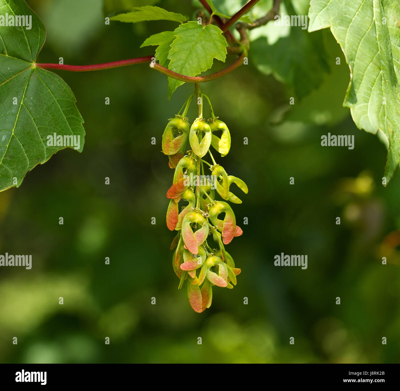 leaf, tree, sycamore, season, emblements, seeds, cluster, leaf, detail ...
