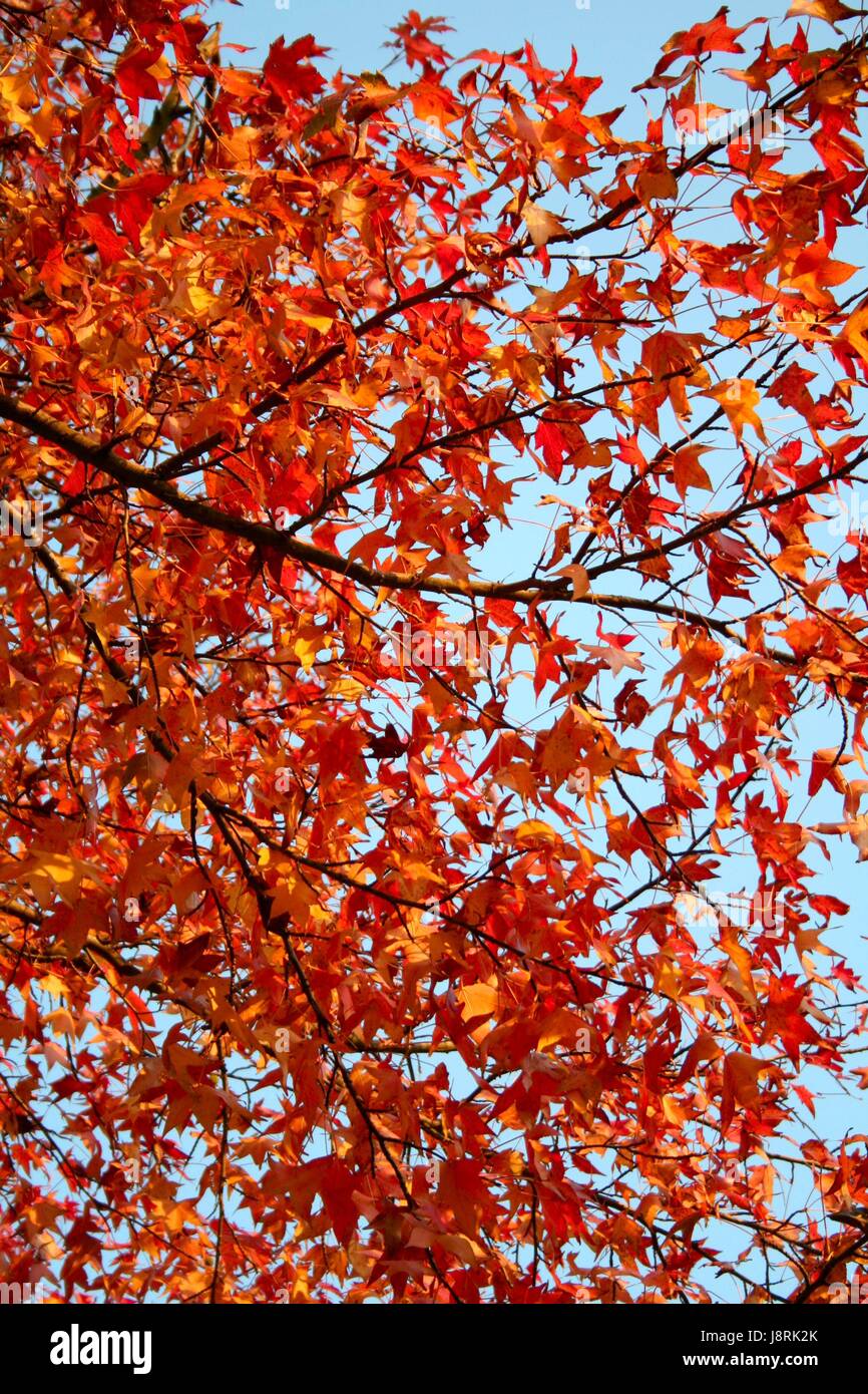 tree, leaves, coloured, colourful, gorgeous, multifarious, richly ...
